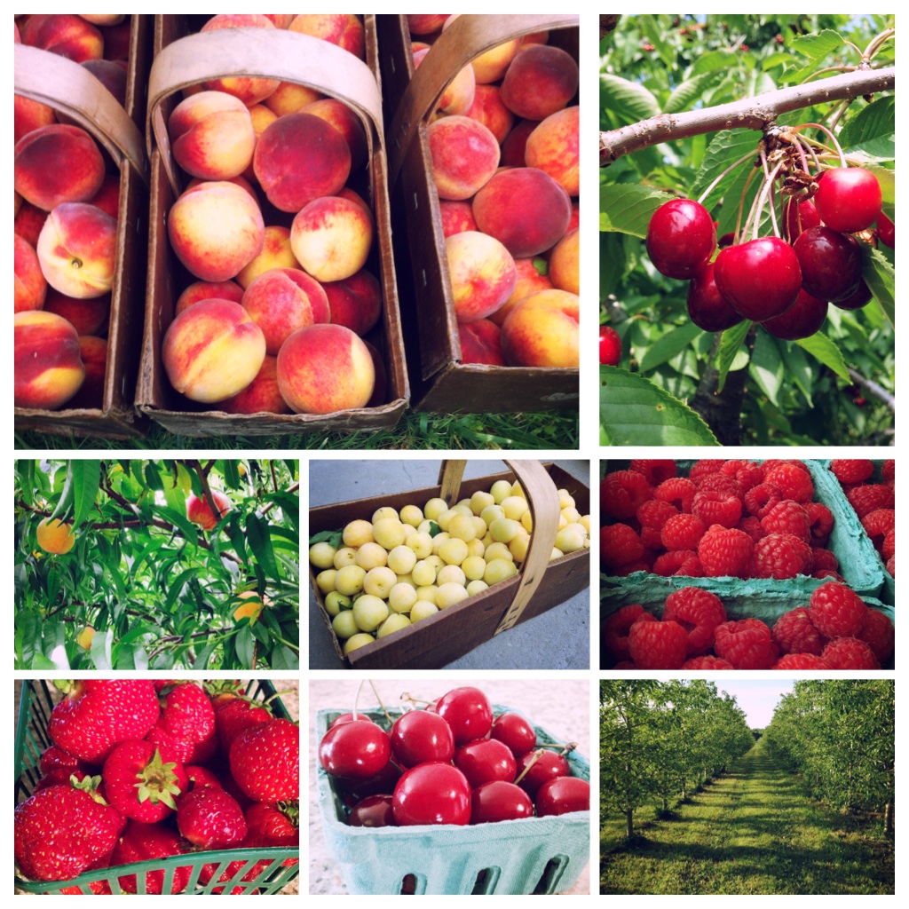 What We Grow | Johnson FARMS