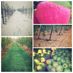 What We Grow | Johnson FARMS